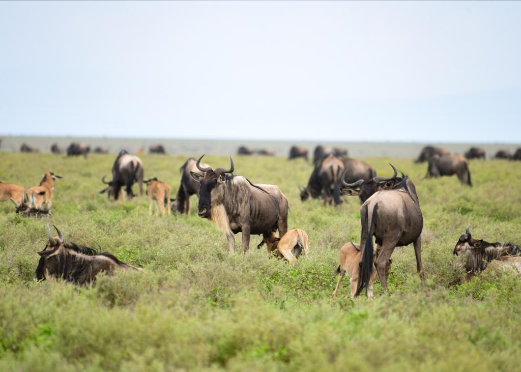 The Ndutu Wildebeest Calf: A Remarkable Symbol of Resilience in the ...